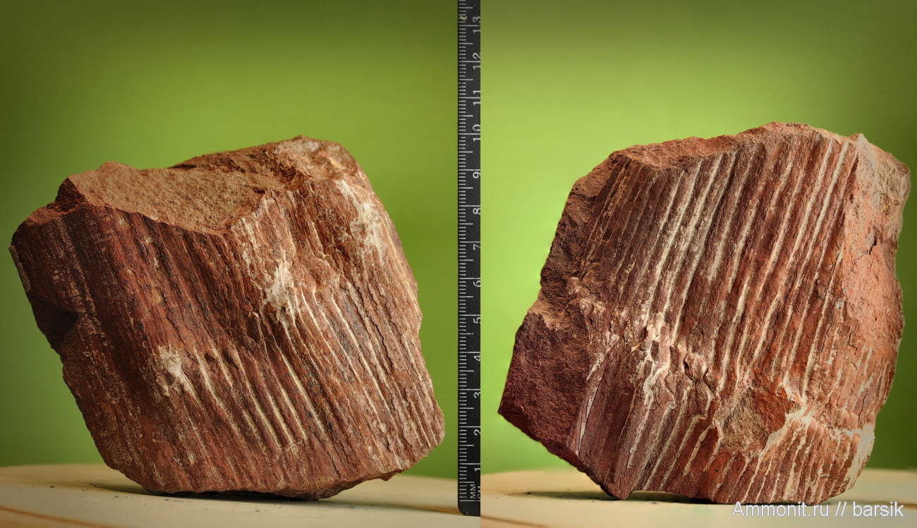 Объемный фрагмент. - Calamites